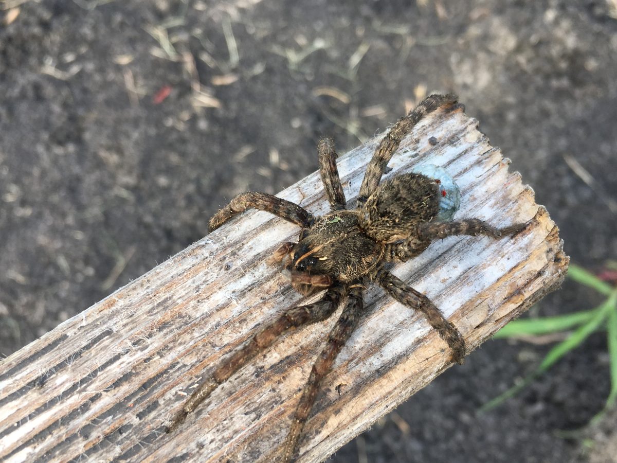 Rockwall Lawn Insect Control - Safe Earth Pest Control