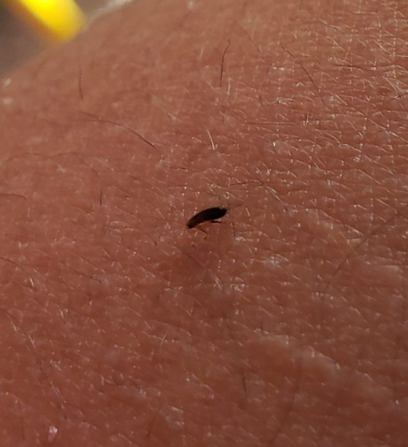 Rockwall Lawn Insect Control - Safe Earth Pest Control