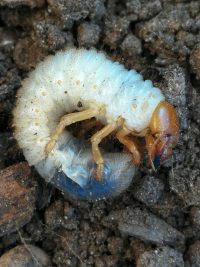 Safe Earth Pest Control Services in Rockwall & Rowlett, Texas