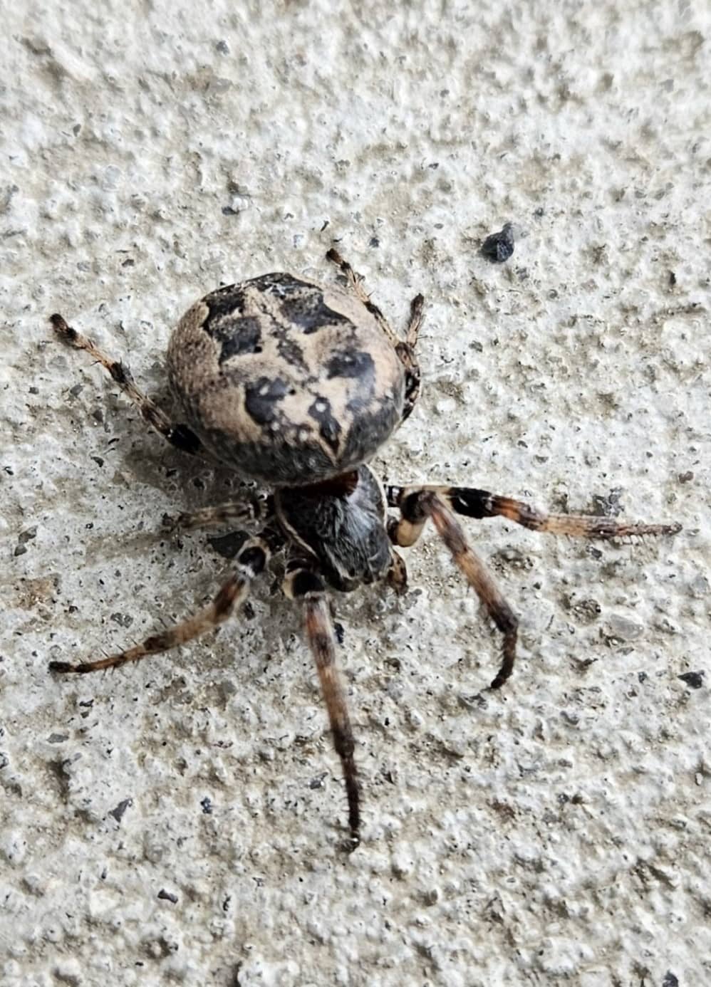 Spider Control - Rockwall, Texas - Safe Earth Pest Control