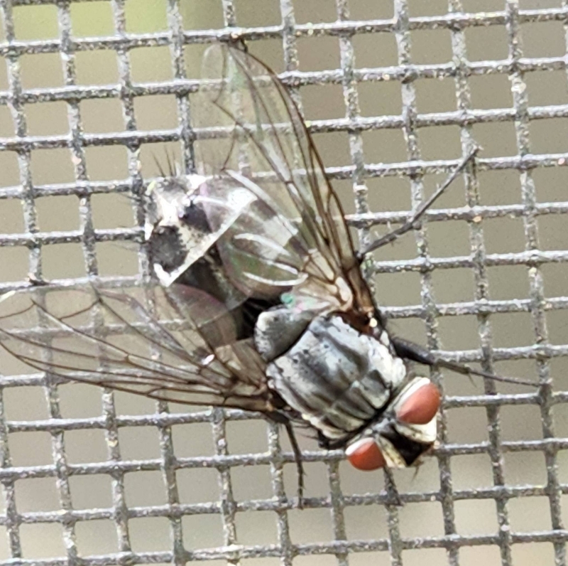 Safe Earth Pest Control Services in Rockwall & Rowlett, Texas